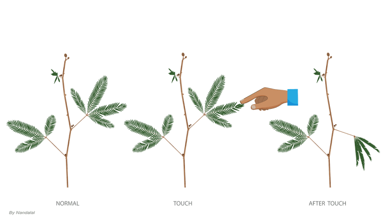 Thigmomorphogenesis: Plants that push back? – Third Orbit Flora