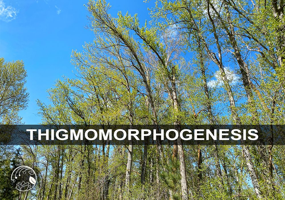 Thigmomorphogenesis: Plants that push back? – Third Orbit Flora